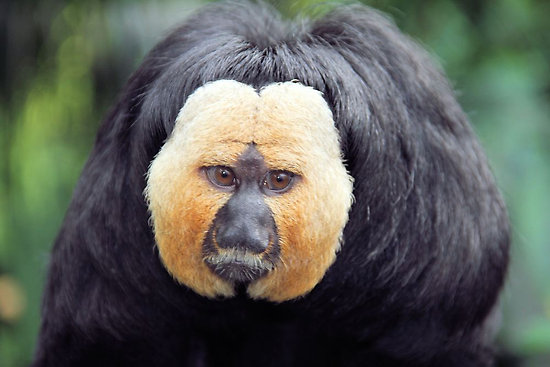 Scimmie capellone: I 10 animali più curiosi del 2014 secondo la rivista ...